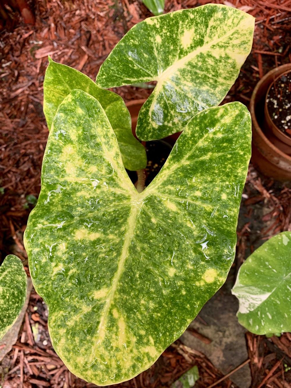 What exactly is variegation? in the Variegated Foliage forum - Garden.org