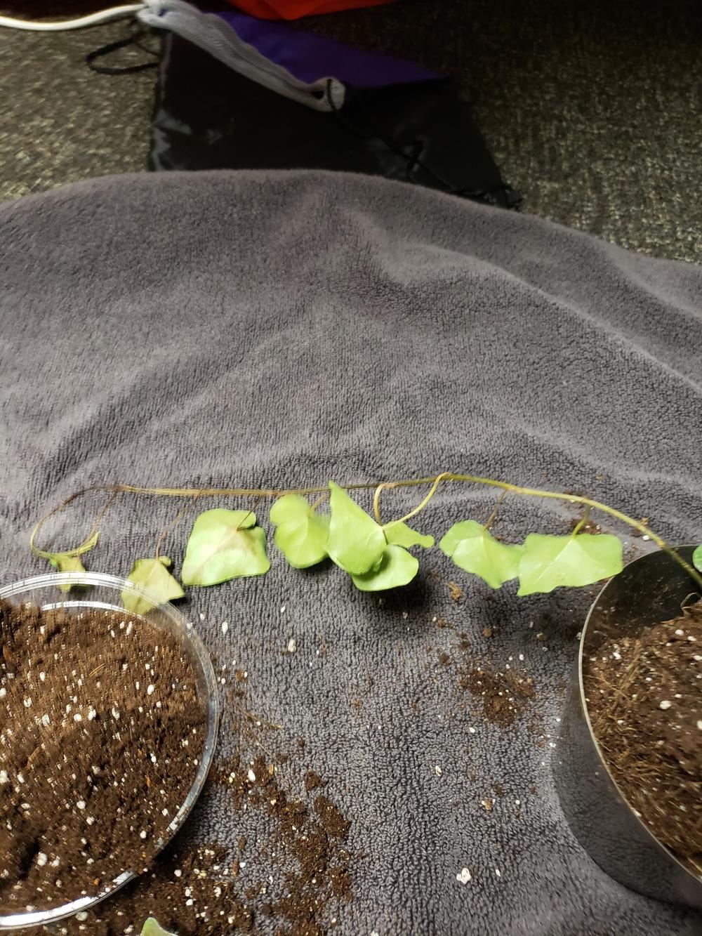 Root rot in ivy? in the Ask a Question forum - Garden.org