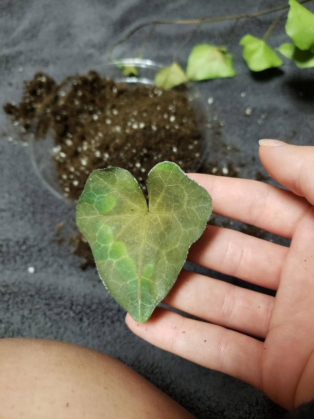 Root rot in ivy? in the Ask a Question forum - Garden.org