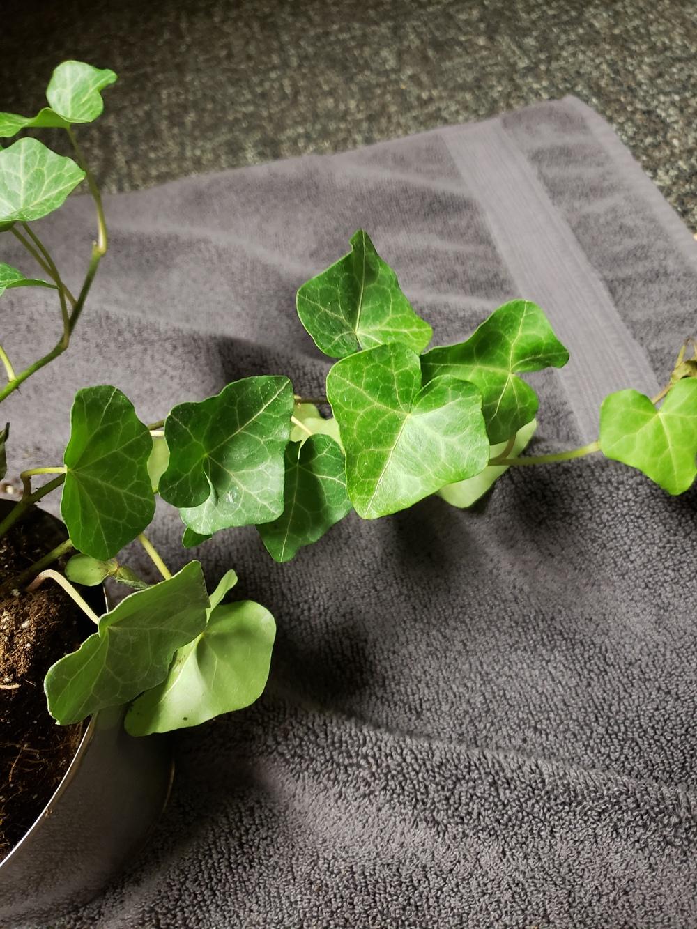 Root rot in ivy? in the Ask a Question forum - Garden.org