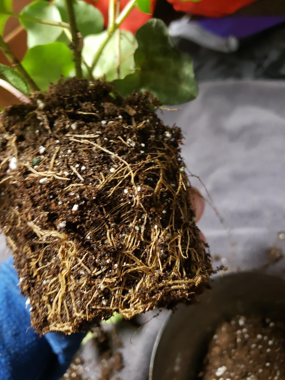 Root rot in ivy? in the Ask a Question forum - Garden.org