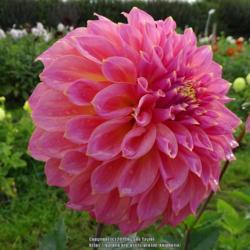 Photo of the bloom of Dahlia 'Avoca Amanda' posted by kniphofia ...