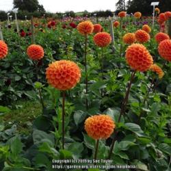Photo of the bloom of Dahlia 'Ruth Ann' posted by kniphofia - Garden.org