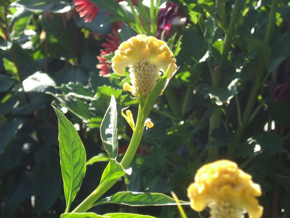 Photo of the leaves of Cockscomb (Cristata Group) (Celosia argentea ...