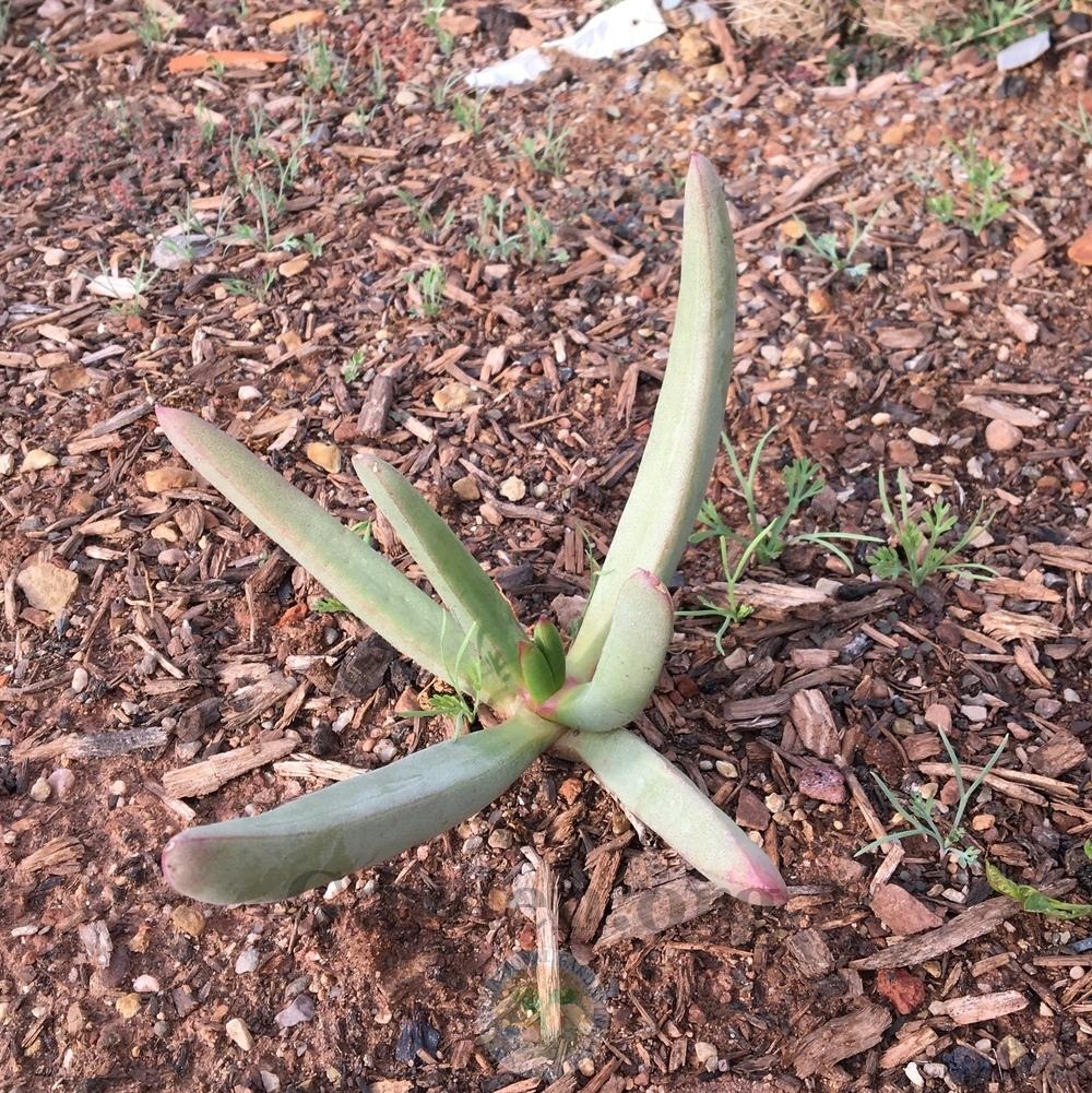 Photo of the seedling or young plant of Ostrich Ice Plant (Jordaaniella ...