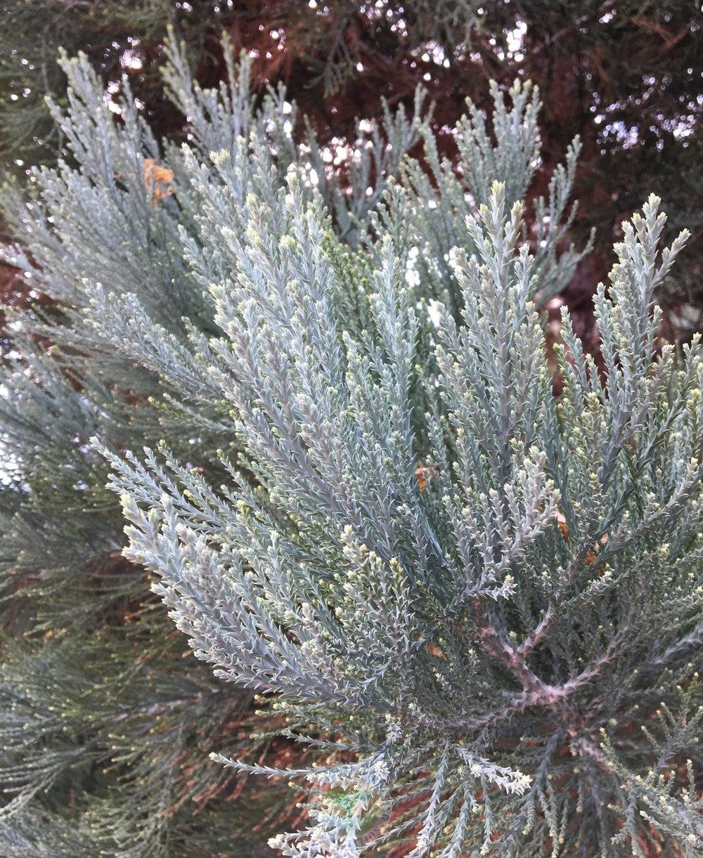Giant Sequoia (Sequoiadendron giganteum 'Powder Blue') - Garden.org