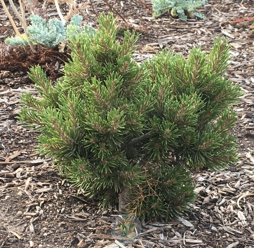 Pinus Edulis Dwarf Discounts Online | www.oceanproperty.co.th