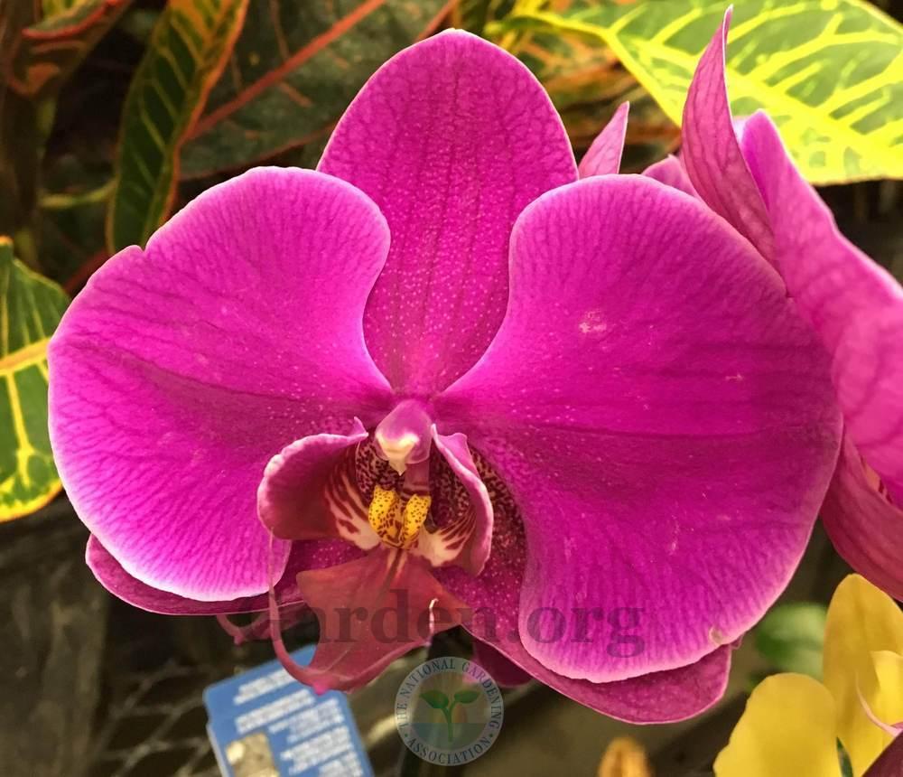 Photo of the bloom of Orchid (Phalaenopsis OX Queen) posted by ...