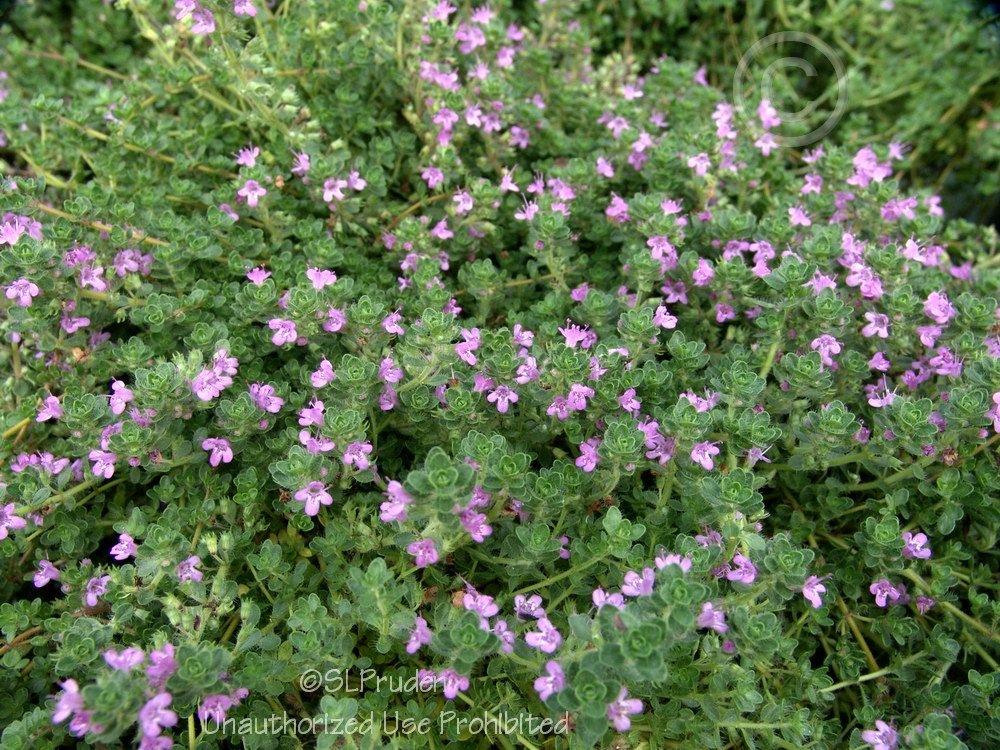 Photo of the bloom of Creeping Thyme (Thymus serpyllum 'Pink Chintz ...