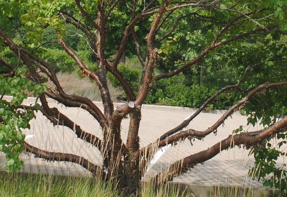 Chinese Tree Lilac (Syringa reticulata subsp. pekinensis China Snow ...