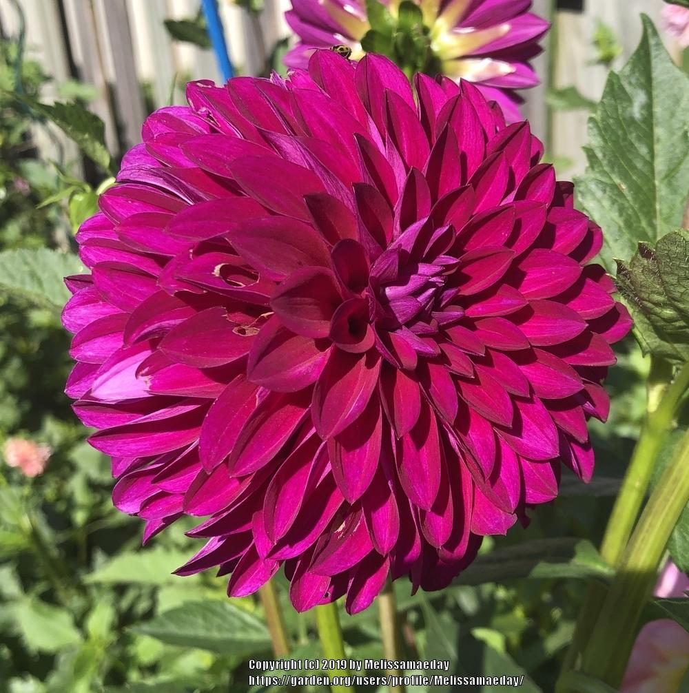 Dahlia 'Clearview Erin' in the Dahlias Database - Garden.org