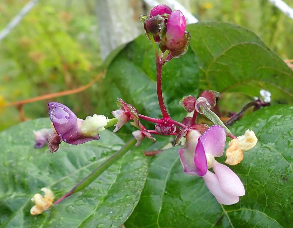 Pole Bean (Phaseolus vulgaris 'Blue Peter') in the Beans Database ...