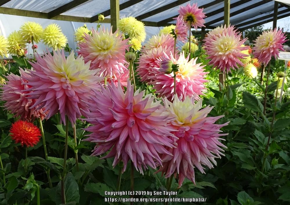 Dahlia 'Clearview Jonas' in the Dahlias Database - Garden.org