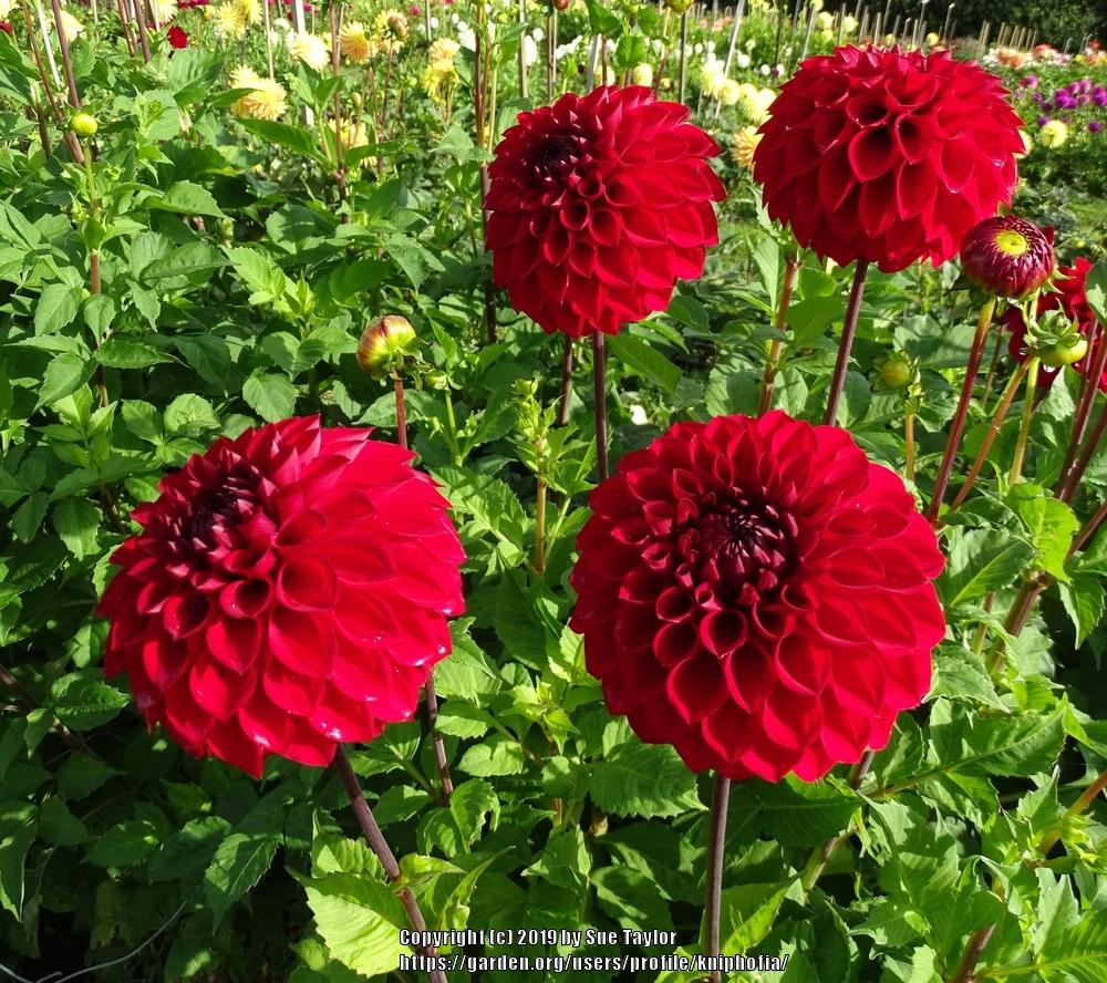 Photo of the entire plant of Dahlia 'Sheval Megan' posted by kniphofia ...