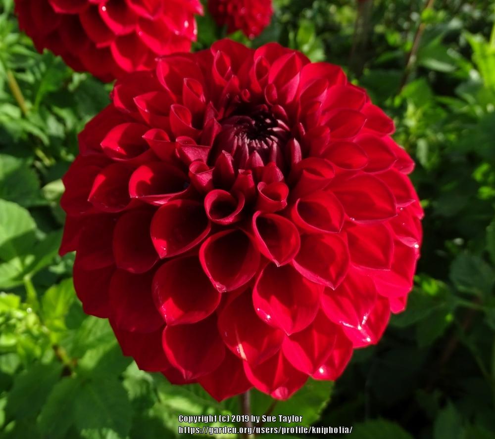 Photo of the bloom of Dahlia 'Sheval Megan' posted by kniphofia ...