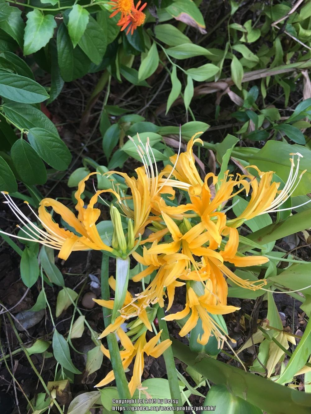 Photo of the bloom of Golden Spider Lily (Lycoris chinensis) posted by ...