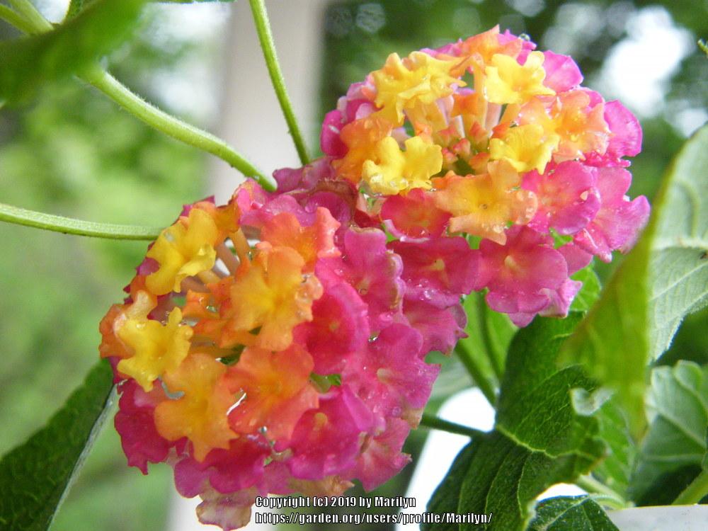 Lantana Luscious® Berry Blend in the Lantanas Database - Garden.org