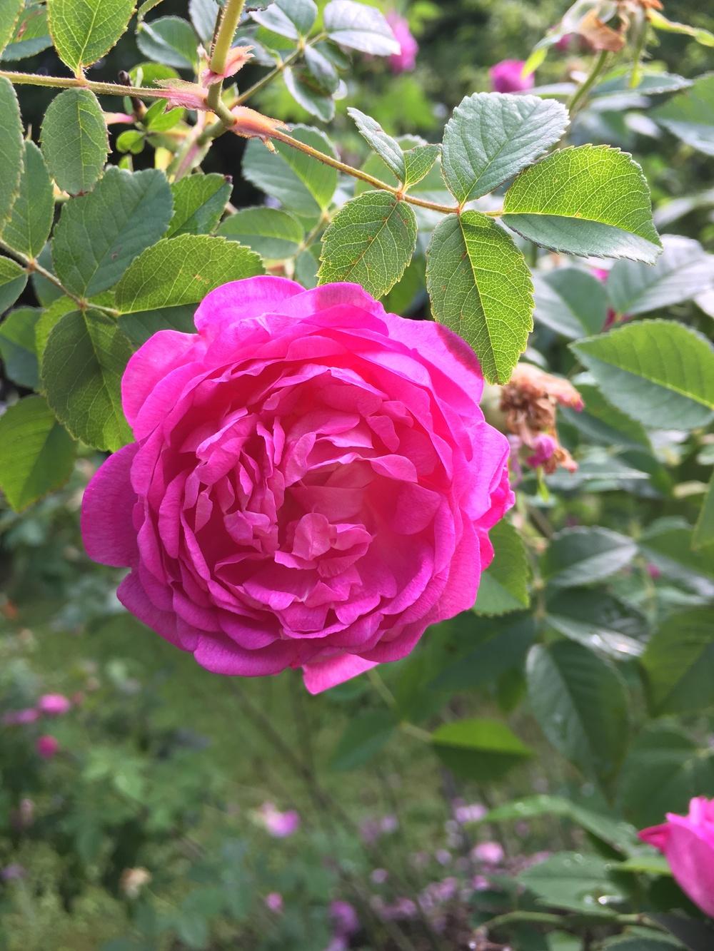 Photo of the bloom of Rose (Rosa 'Shailer's Provence') posted by ...
