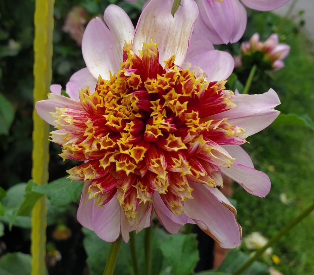 Dahlia 'Twilite' in the Dahlias Database - Garden.org