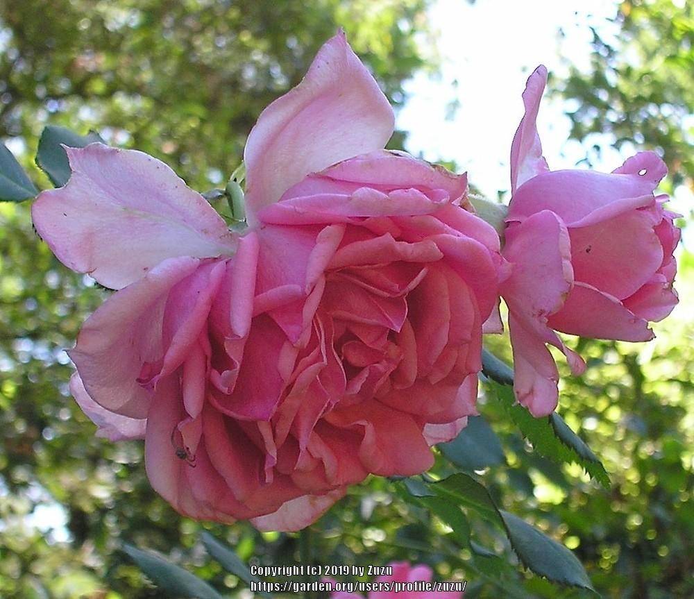 Rose (Rosa 'Pink-a-Boo') in the Roses Database - Garden.org