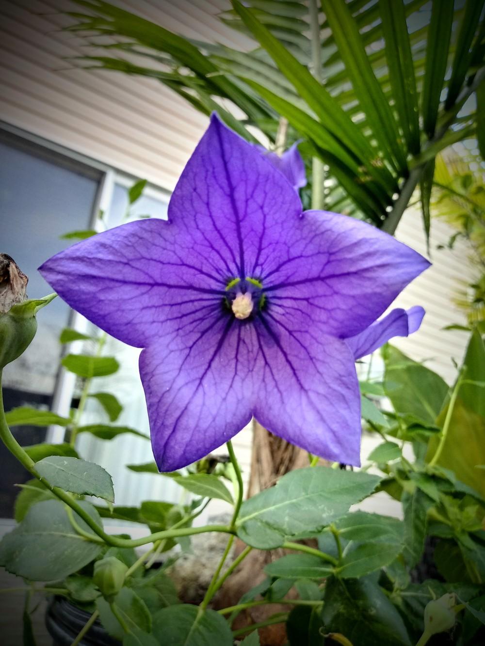Photo of the bloom of Balloon Flower (Platycodon grandiflorus ...