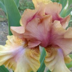 Tall Bearded Iris (Iris 'Bronze Warrior') in the Irises Database ...