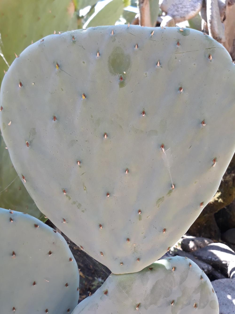 Spineless Prickly Pear (Opuntia 'Malta') in the Prickly Pears Database ...