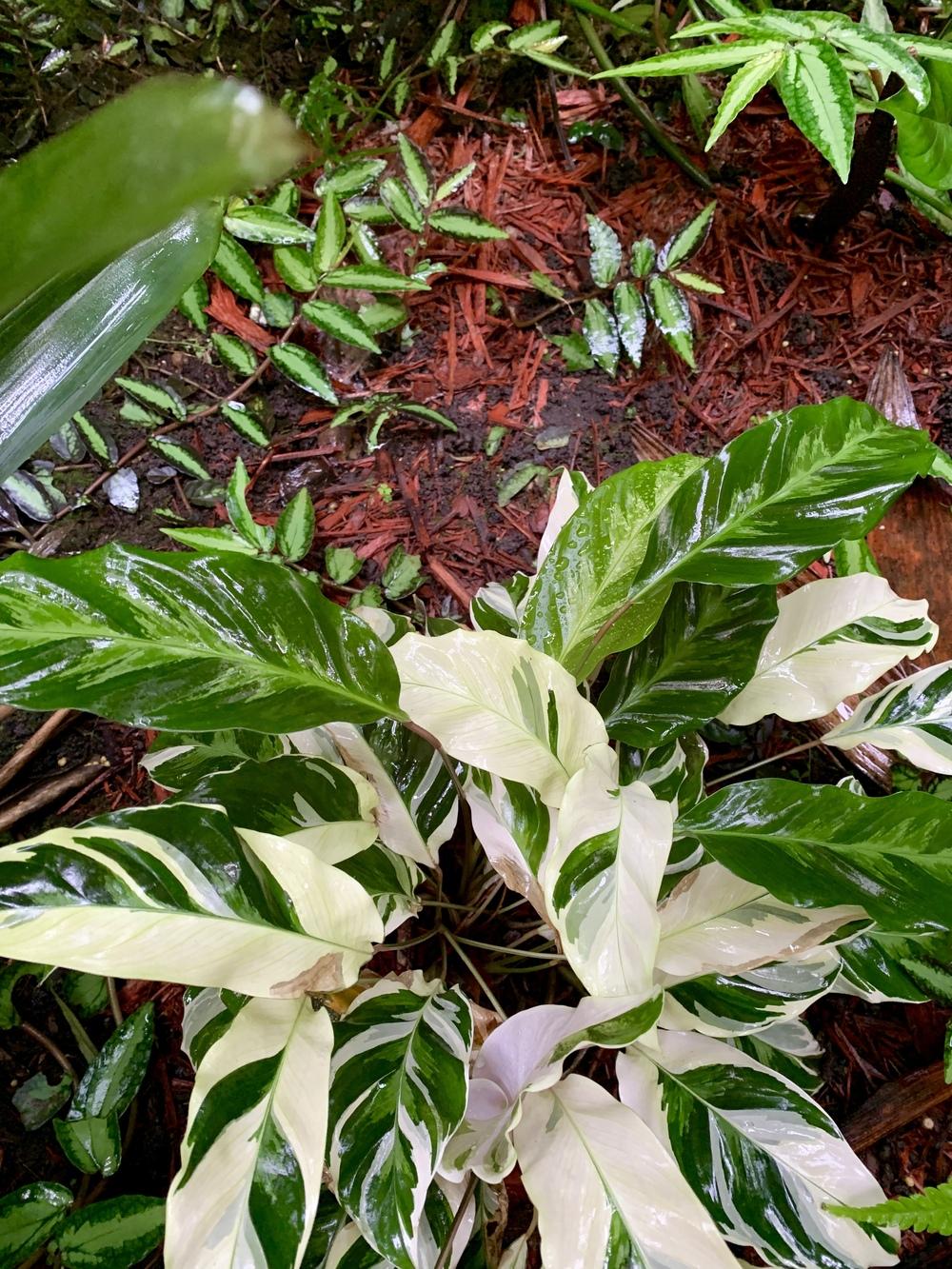 What exactly is variegation? in the Variegated Foliage forum - Garden.org