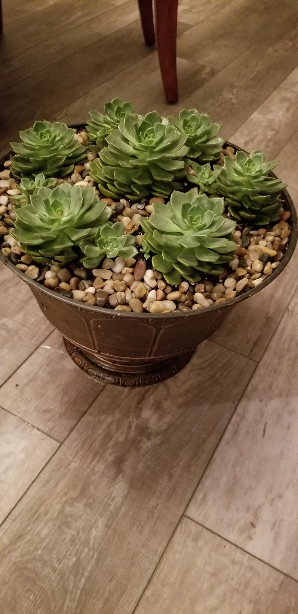 Photo of the entire plant of Graptoveria (XGraptoveria 'Tasha') posted ...