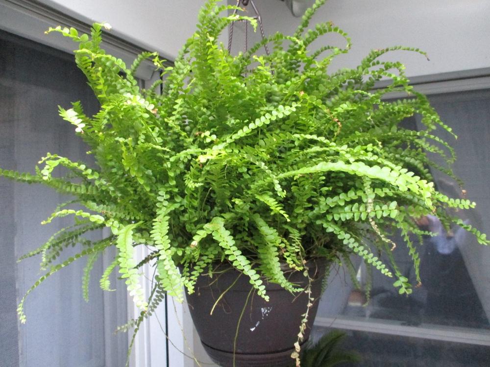 Lemon Button Fern (Nephrolepis cordifolia 'Duffii') - Garden.org