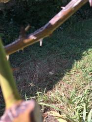 Sunburn or canker? in the Roses forum - Garden.org