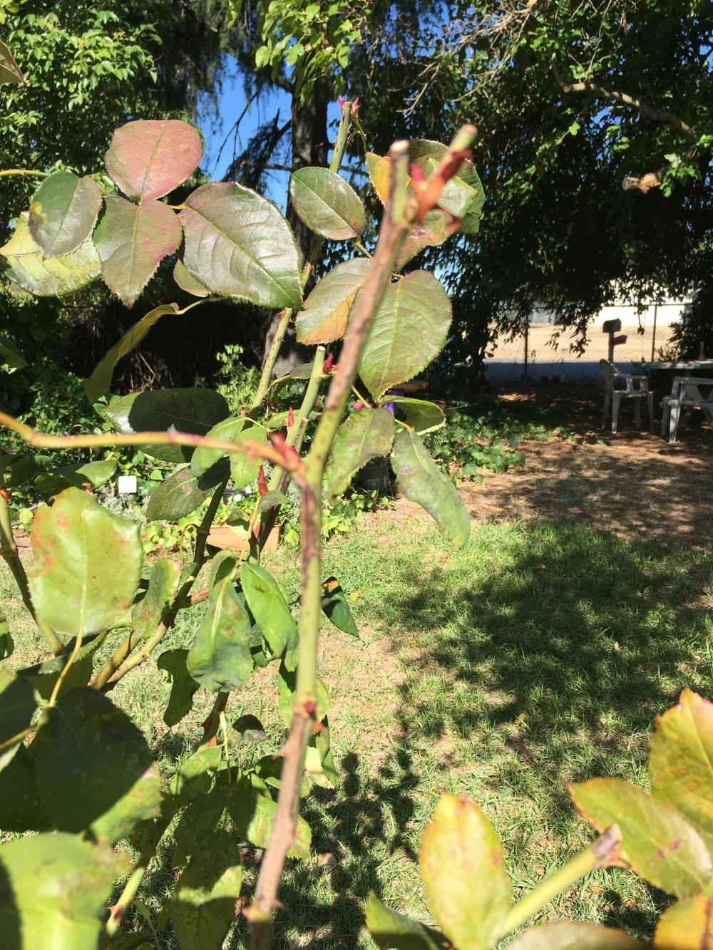 Sunburn or canker? in the Roses forum - Garden.org