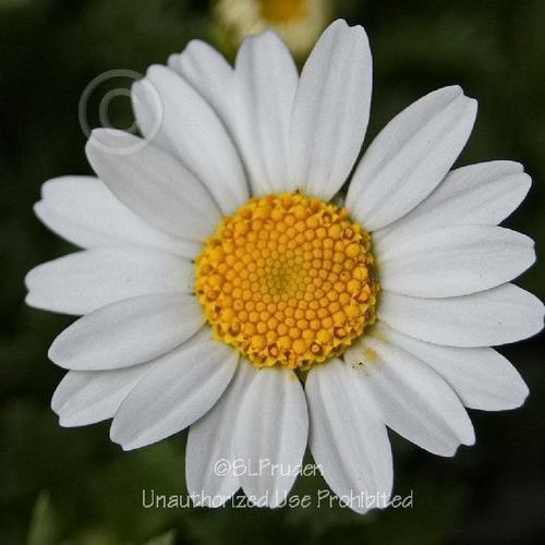 Snow Daisy (Chrysanthemum paludosum 'Snowland') - Garden.org