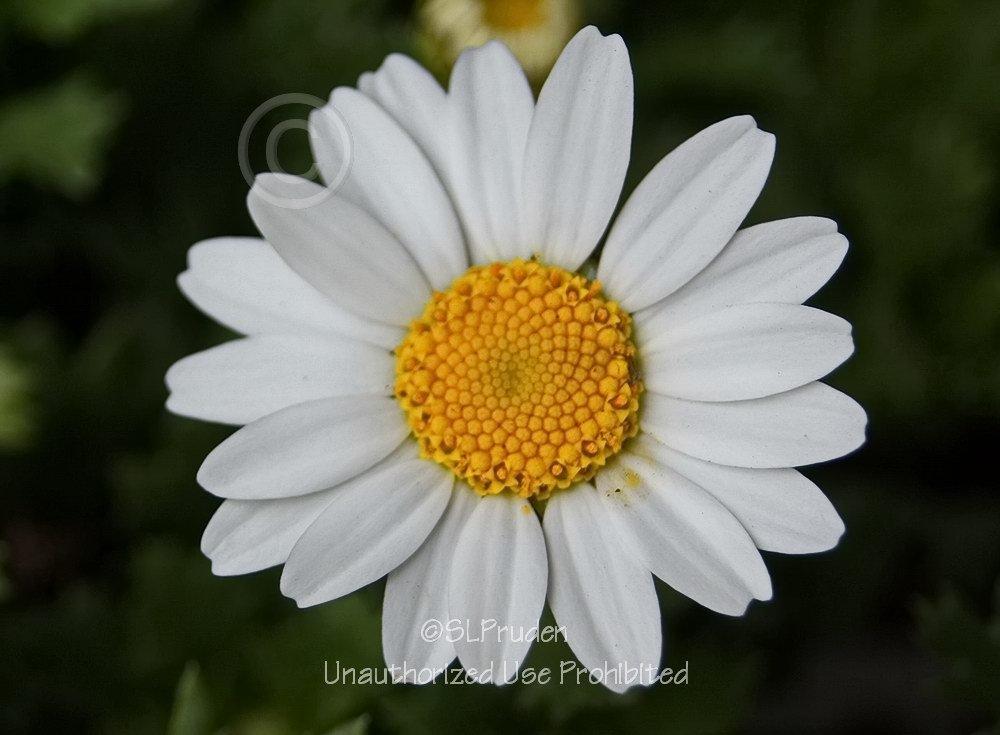 Snow Daisy (Chrysanthemum paludosum 'Snowland') - Garden.org