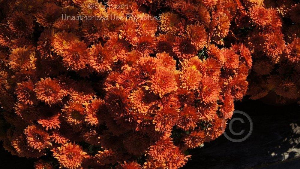 Photo of the bloom of Garden Mum (Chrysanthemum 'Outrageous Orange ...