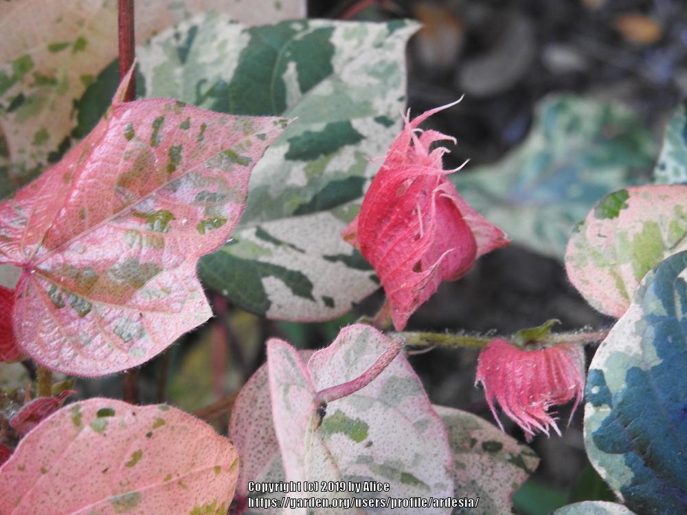 Photo of the bloom of Cotton (Gossypium 'Albe Red Variegated') posted ...