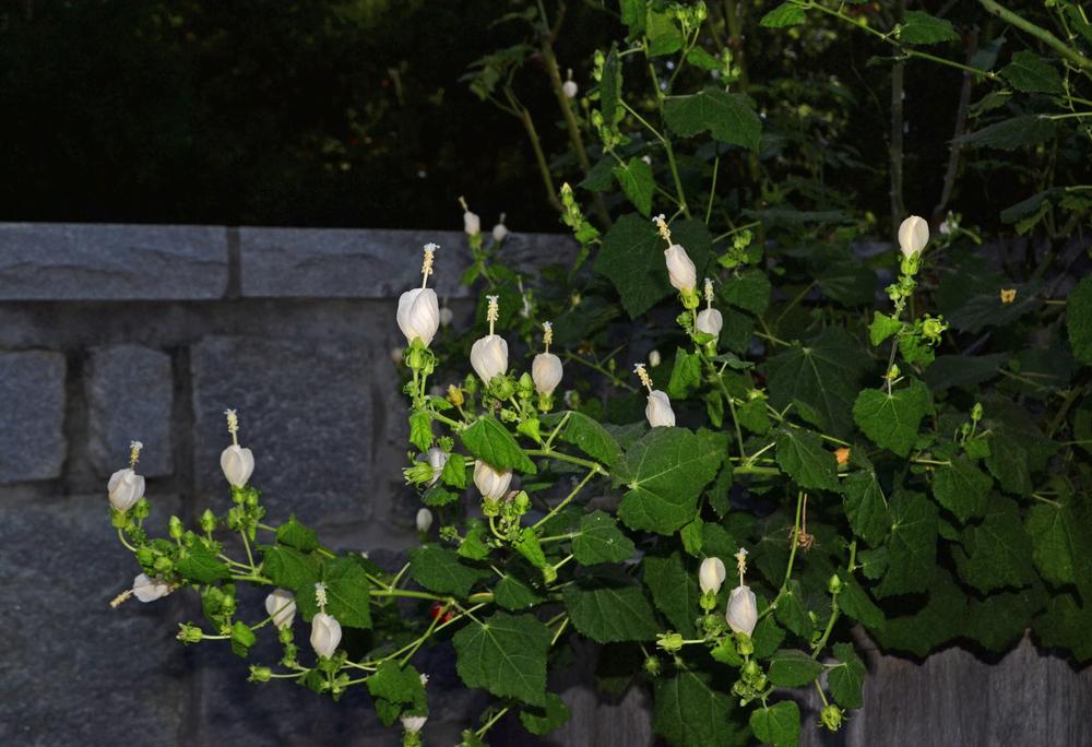 Photo of the entire plant of Turk's Cap (Malvaviscus arboreus var. drummondii 'White Lightning ...