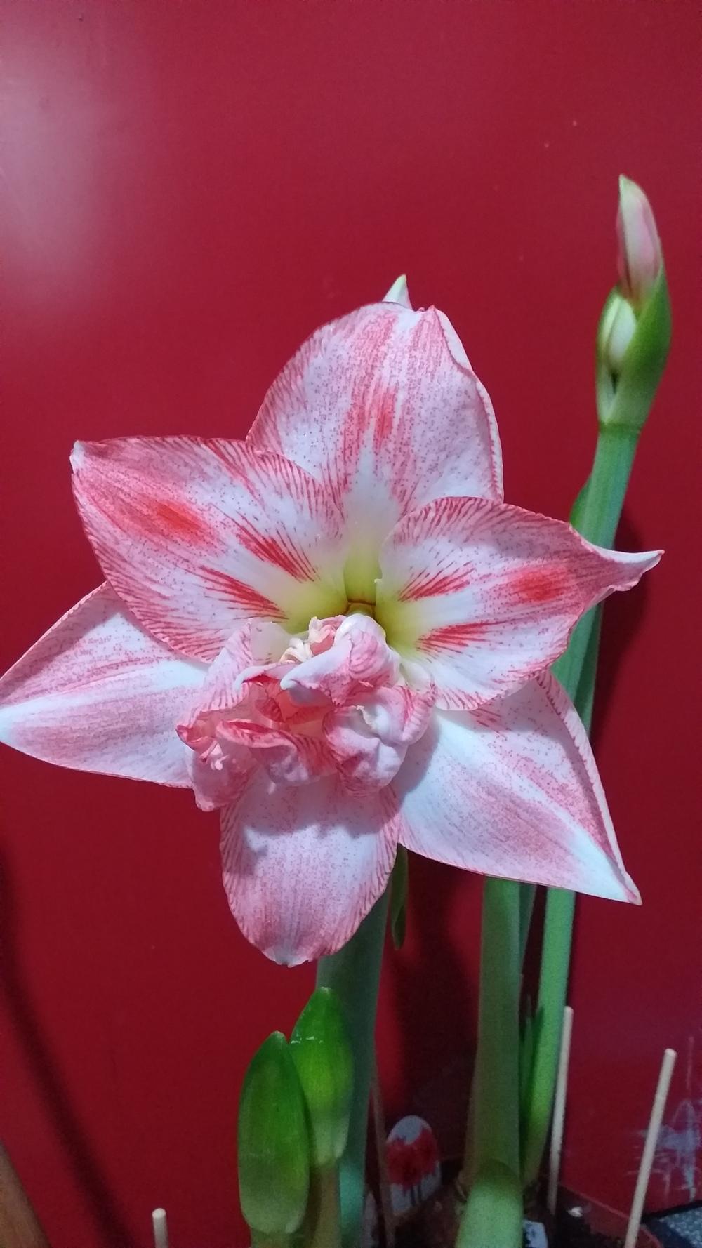 Amaryllis (Hippeastrum 'Rozetta') in the Amaryllis Database - Garden.org