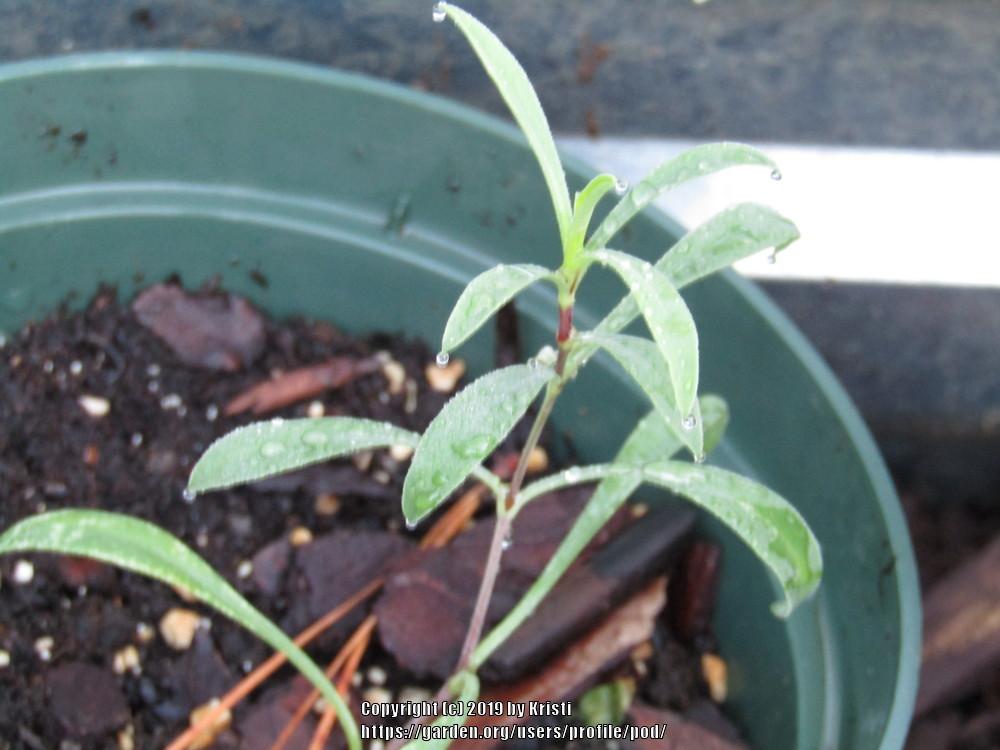 Sculpit ~ Stridolo ~ Silene inflata ~ maybe??? in the Herbs forum ...