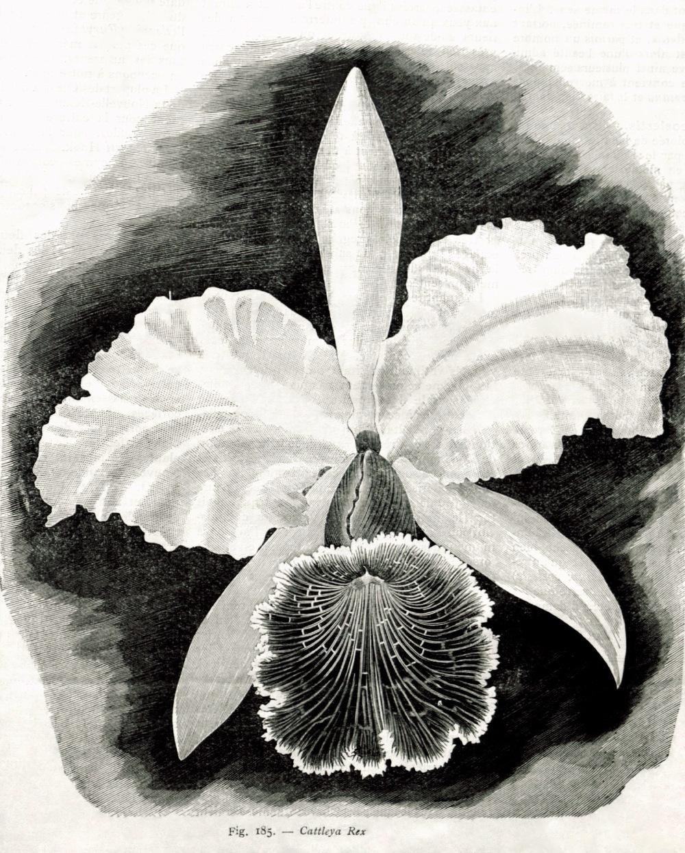 Orchid (Cattleya rex) - Garden.org