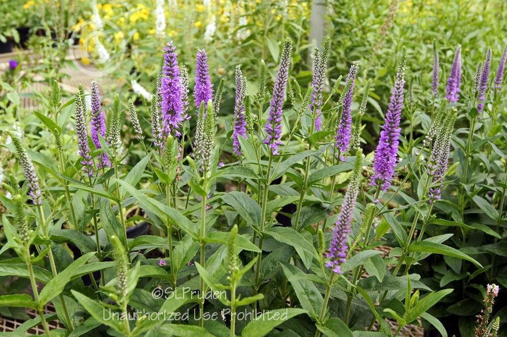 Photo of the entire plant of Spiked Speedwell (Veronica 'Purpleicious ...