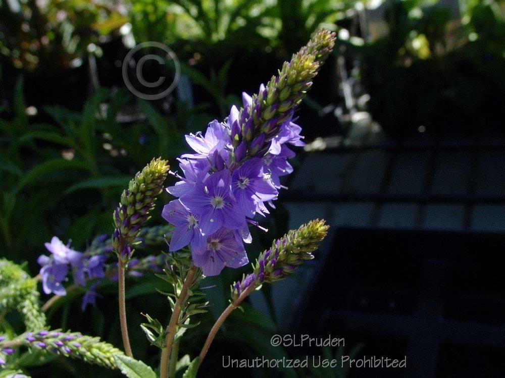 Photo of the bloom of Large Speedwell (Veronica teucrium 'Crater Lake ...