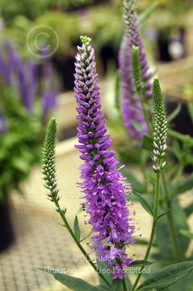 Photo of the closeup of buds, sepals and receptacles of Spiked ...