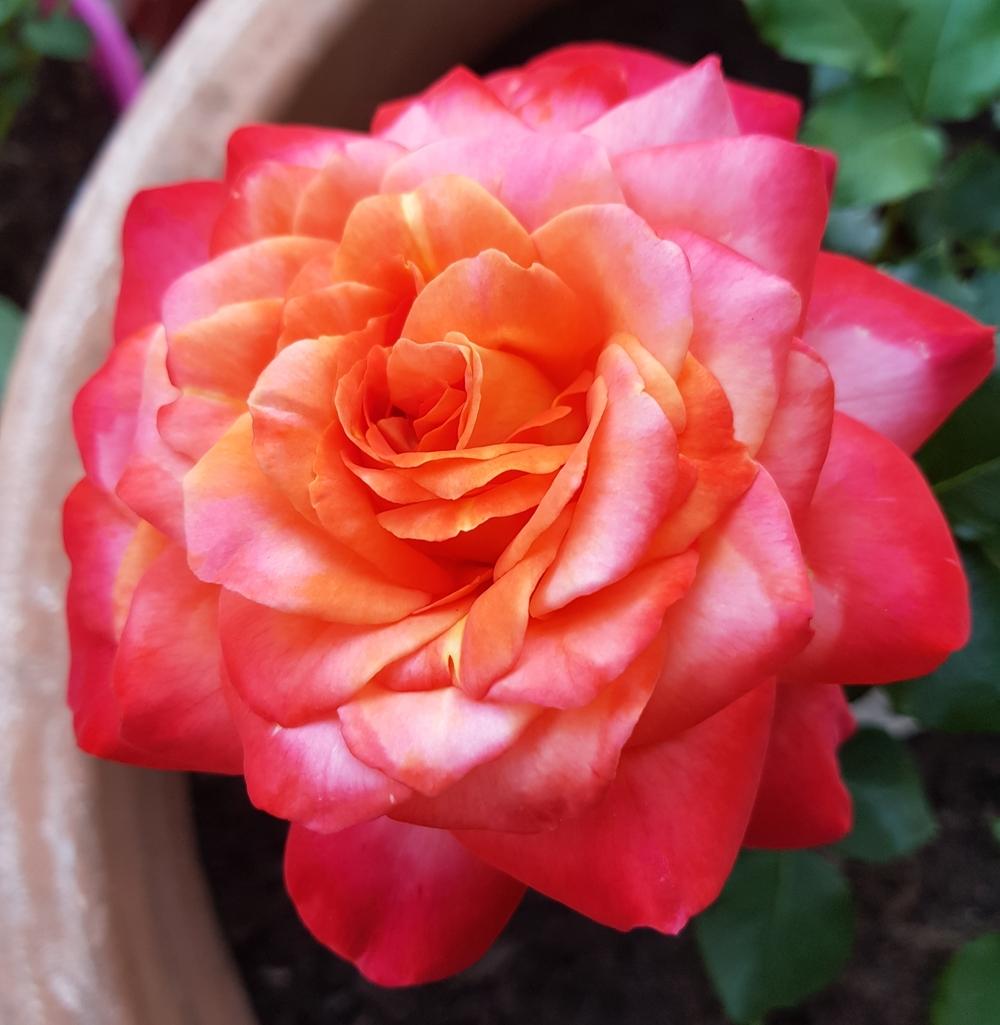 Rose (Rosa 'Fruite') in the Roses Database - Garden.org