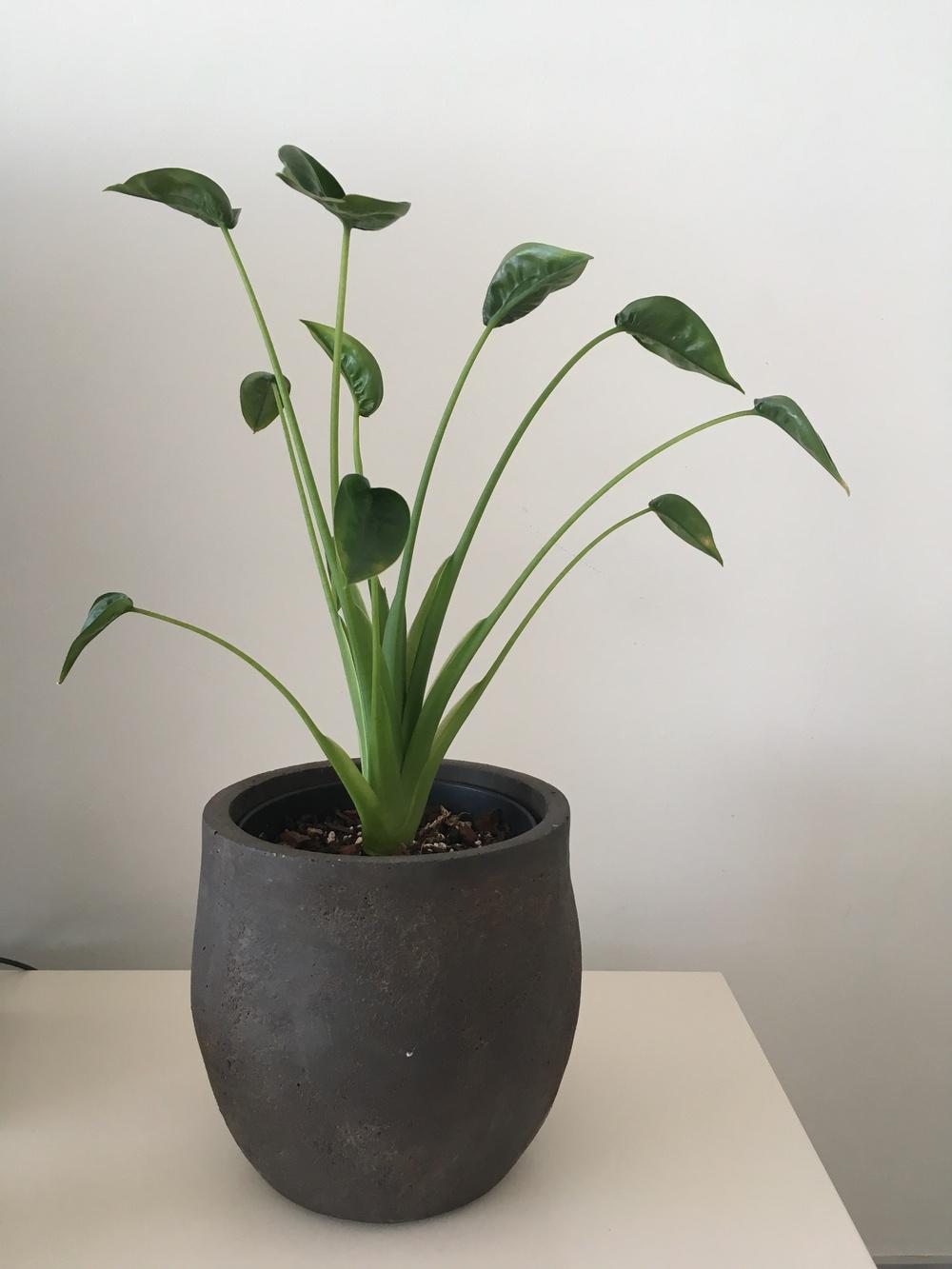 Aroid of the Day: Alocasia 'Tiny Dancer' in the Philodendrons, Elephant ...