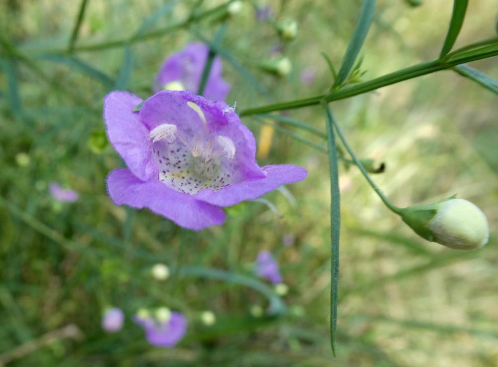 Prairie Agalinis (Agalinis heterophylla) - Garden.org