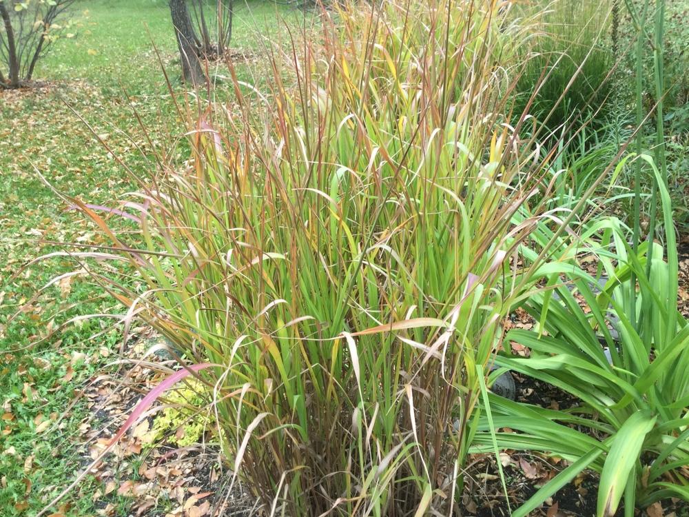 Photo of the fall color of Flame Grass (Miscanthus sinensis ...