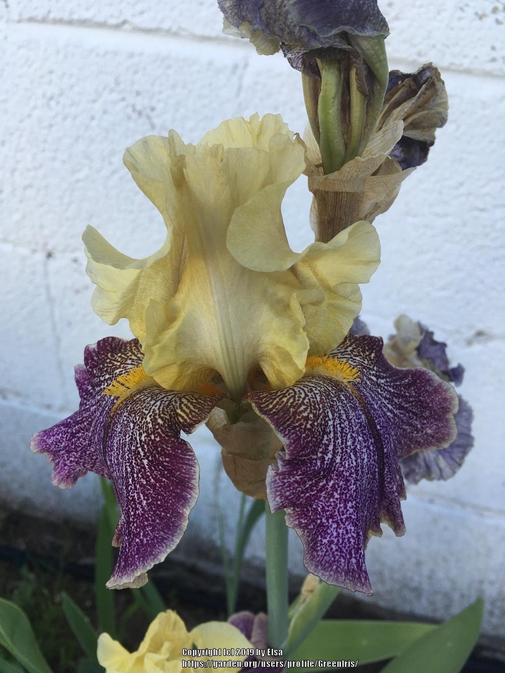 Tall Bearded Iris (Iris 'Different Design') in the Irises Database ...