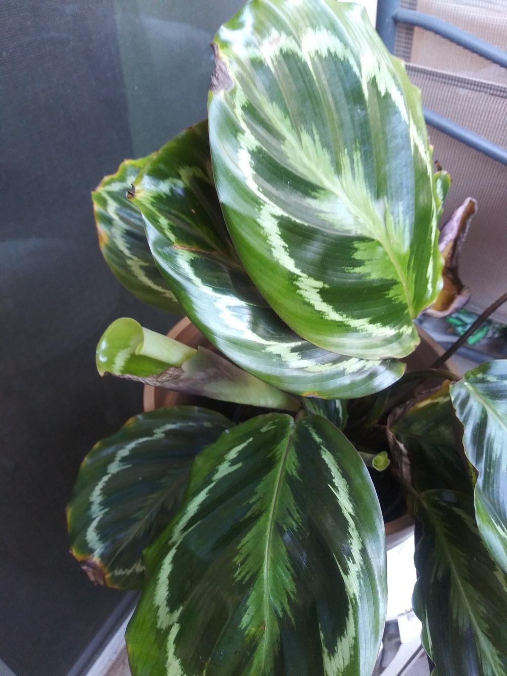 Calathea blooms! in the Tropicals forum - Garden.org