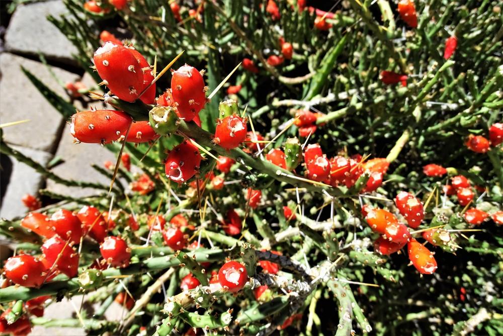 Chollas: Plant Care and Collection of Varieties - Garden.org
